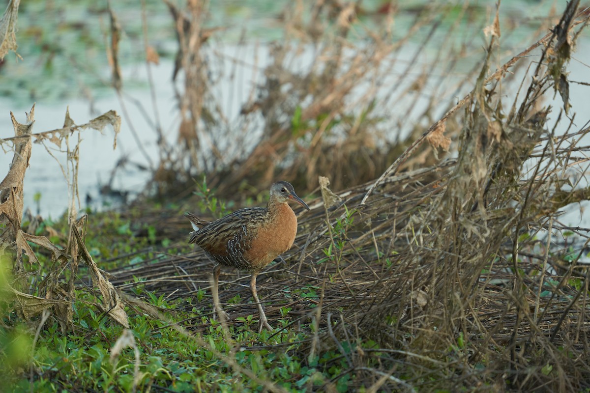 eBird Checklist - 30 May 2023 - Red Slough WMA - 48 species