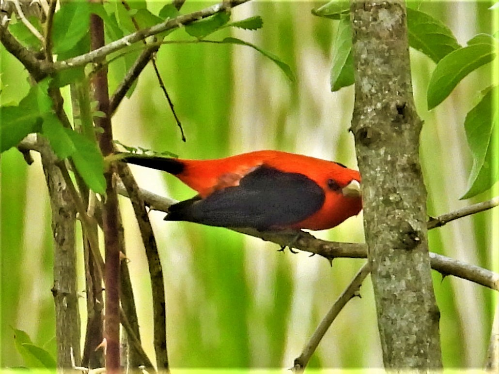 eBird Checklist - 30 May 2023 - Kettle Moraine SF--Scuppernong Spring ...