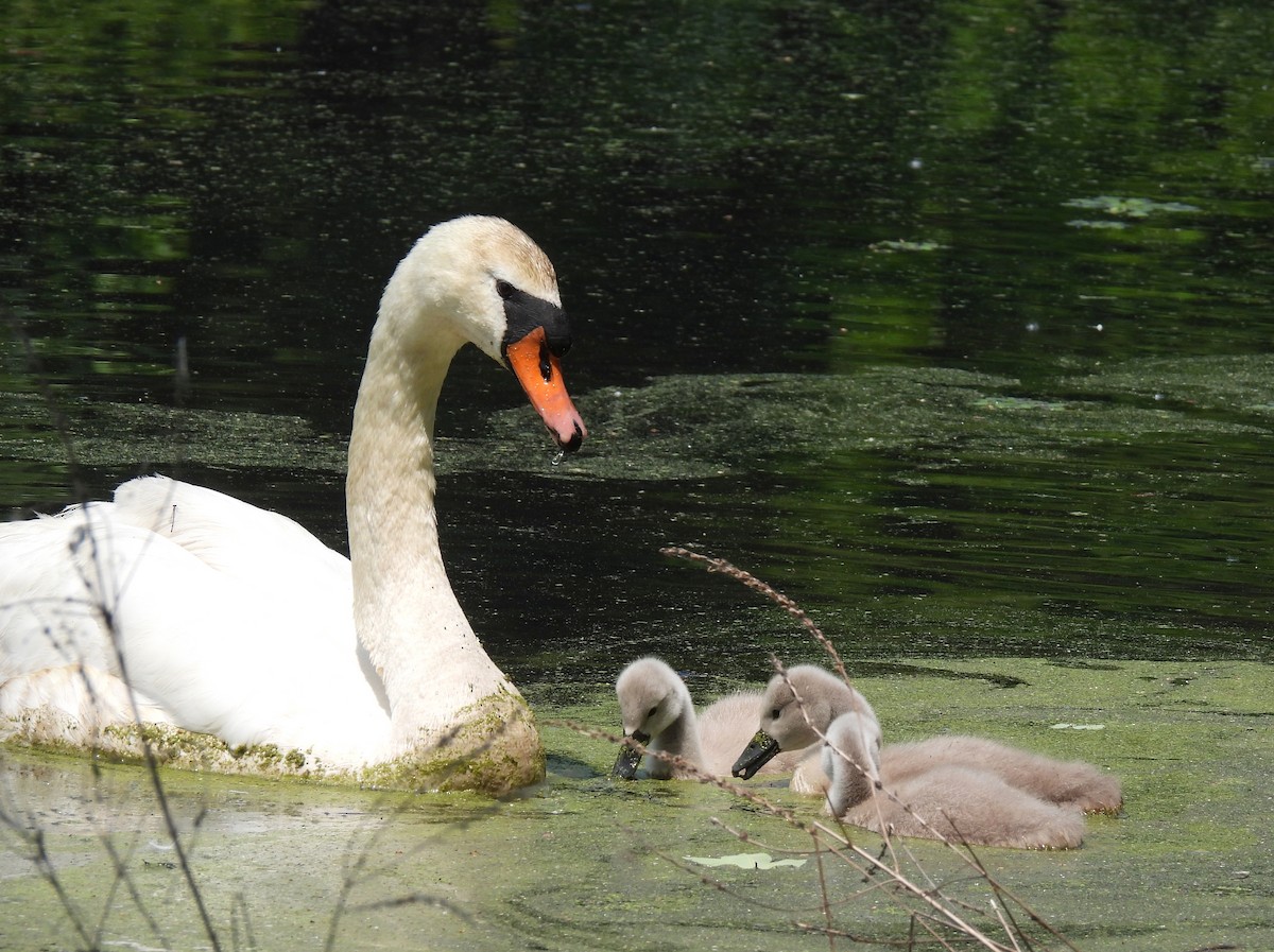 Mass Audubon eBird Checklist - 30 May 2023 - Stony Brook Wildlife ...