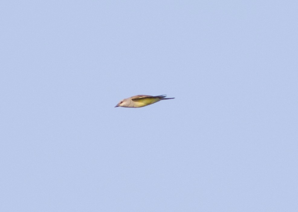 eBird Checklist - 30 May 2023 - Presque Isle SP (IBA) - 112 species (+2 other taxa)