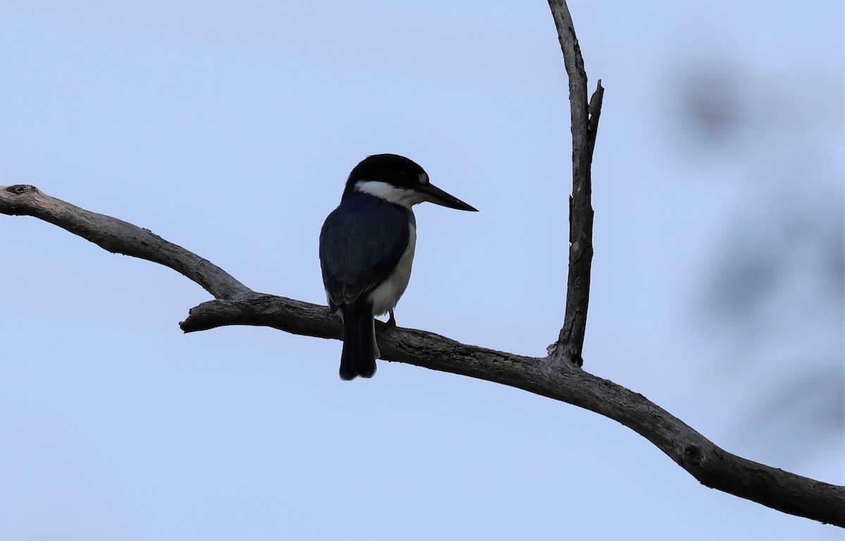 eBird Checklist - 31 May 2023 - Sandy Camp Road Wetlands - 50 species