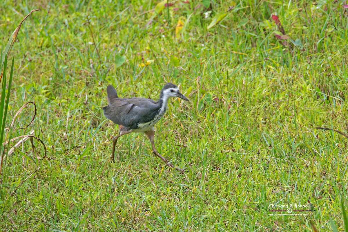 eBird Checklist - 21 Sep 2021 - Barfung--Doling Monastery - 1 species