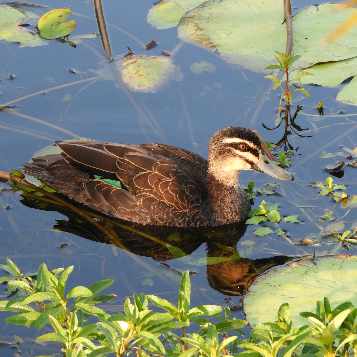 eBird Checklist - 31 May 2023 - AFL Grounds Wetlands (Nathan Rd ...