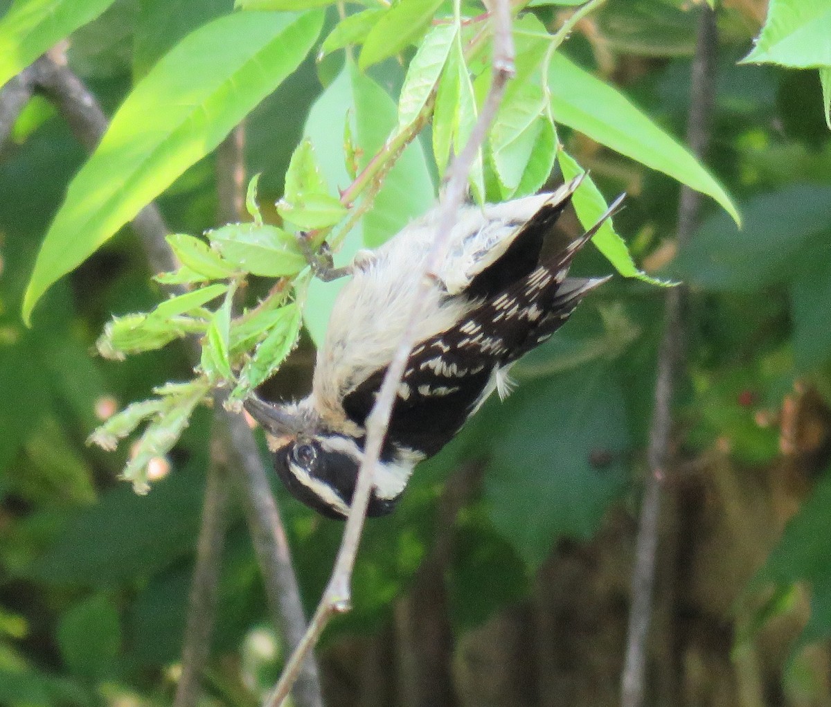 eBird Checklist - 31 May 2023 - Princeton Institute Woods & Charles ...