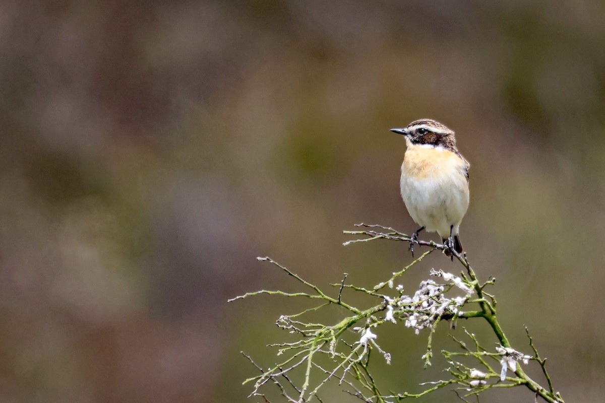 eBird Checklist - 29 May 2023 - North York Moors NP--Jugger Howe Nature ...