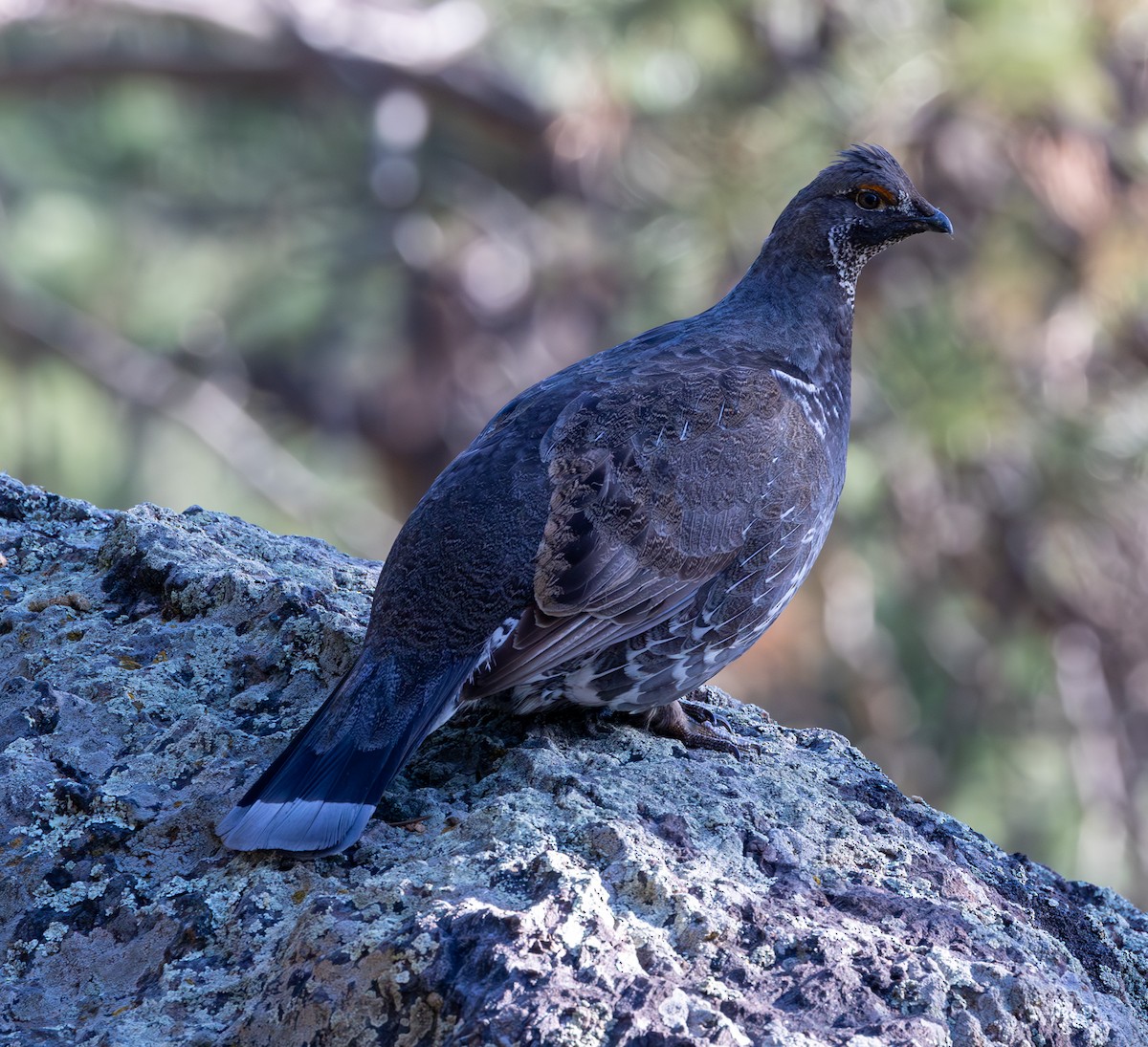 eBird Checklist - 31 May 2023 - White Ranch Park--Upper Trails - 26 species