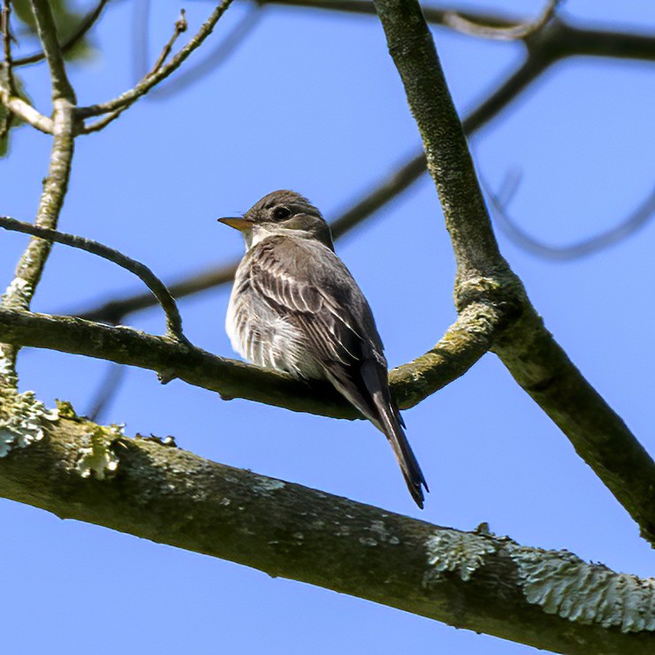 eBird Checklist - 31 May 2023 - Tyler Arboretum - 50 species