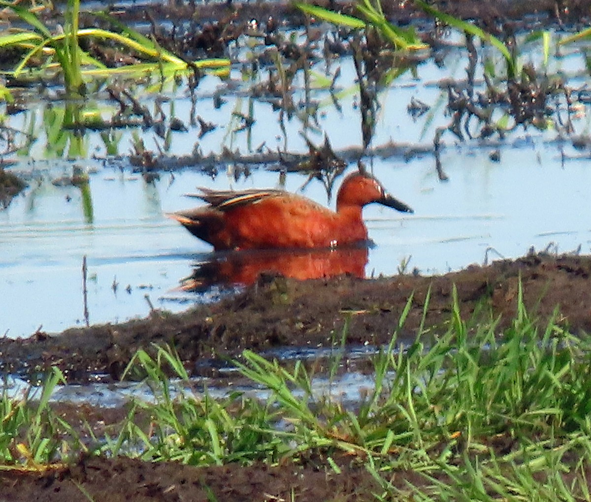 eBird Checklist - 31 May 2023 - Baskett Slough NWR--South Slough ...