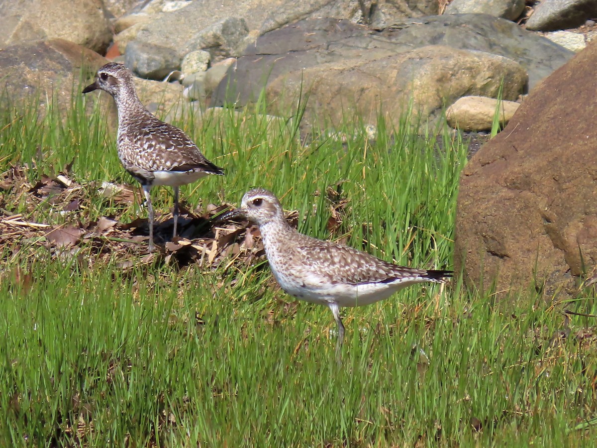 eBird Checklist - 31 May 2023 - Sandy Point State Reservation - 13 species