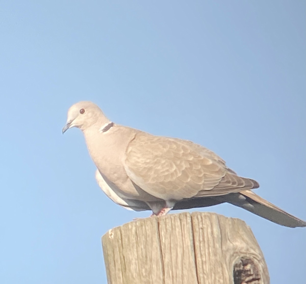 eBird Checklist - 31 May 2023 - 301 Main St, Strattanville US-PA 41. ...