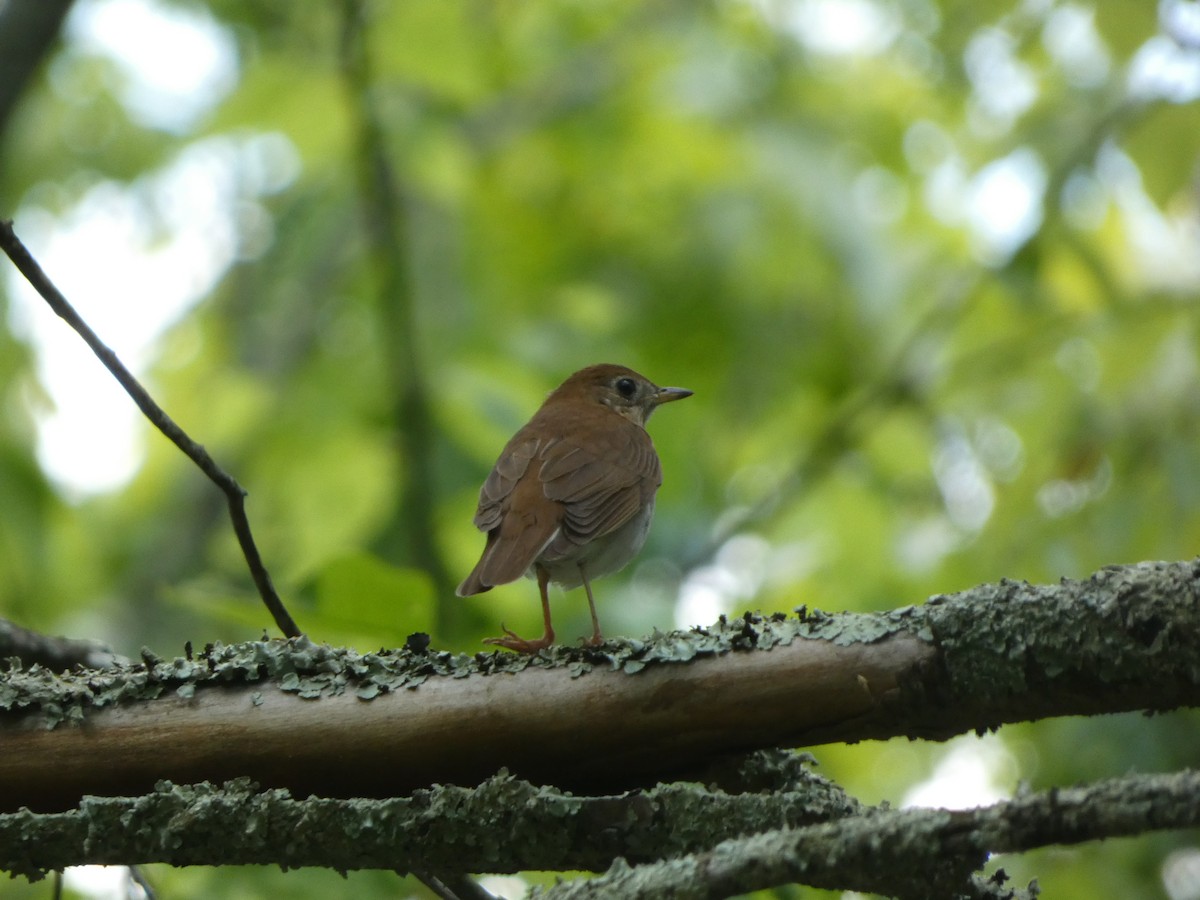 eBird Checklist - 31 May 2023 - Mount Pleasant Scenic Area - 36 species