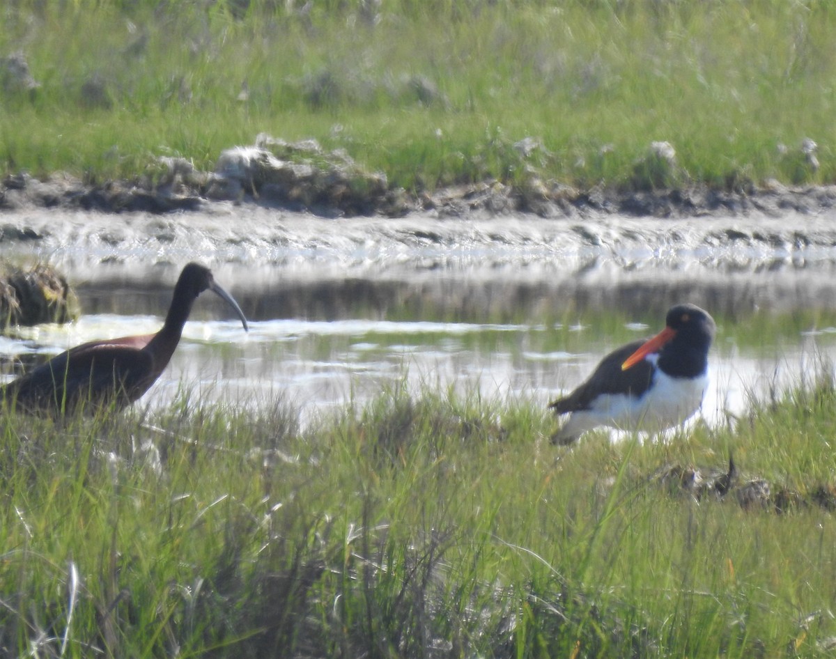 eBird Checklist - 31 May 2023 - Lido Beach Passive Nature Area - 28 species