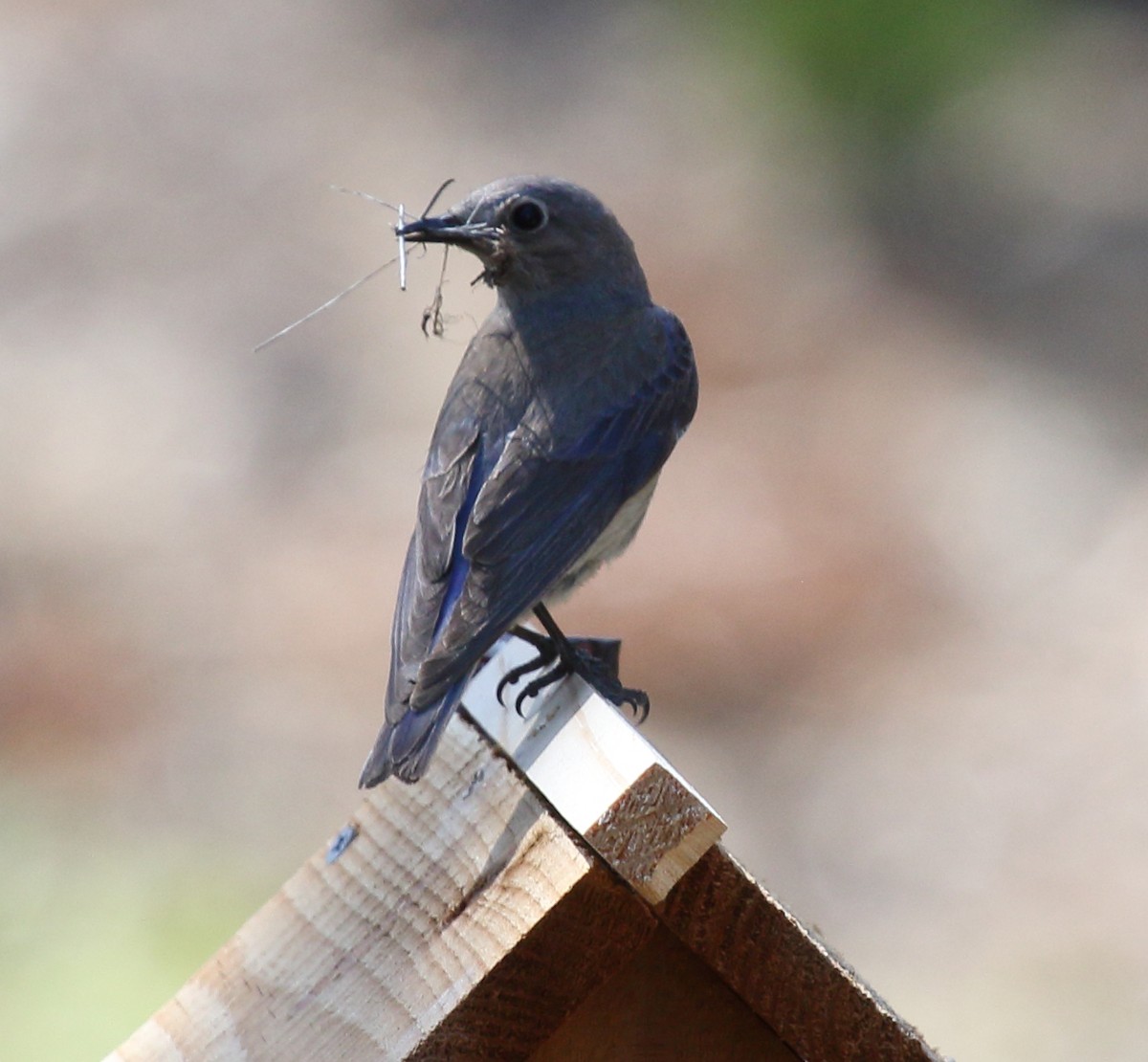 eBird Checklist - 31 May 2023 - Weed Botanical Garden - 15 species