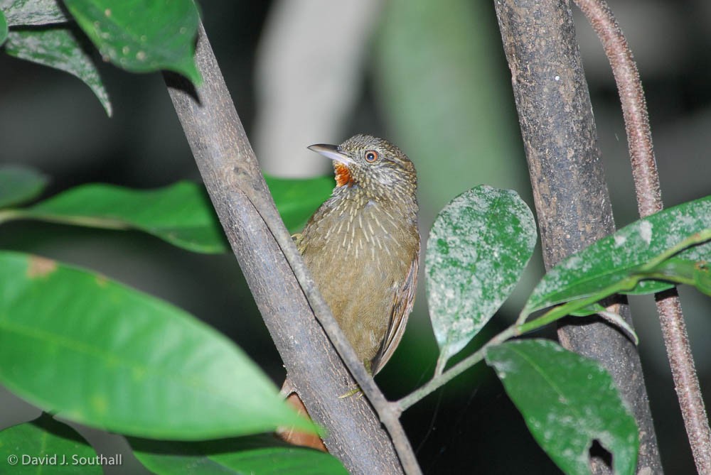 Orinoco Softtail - Thripophaga cherriei - Birds of the World