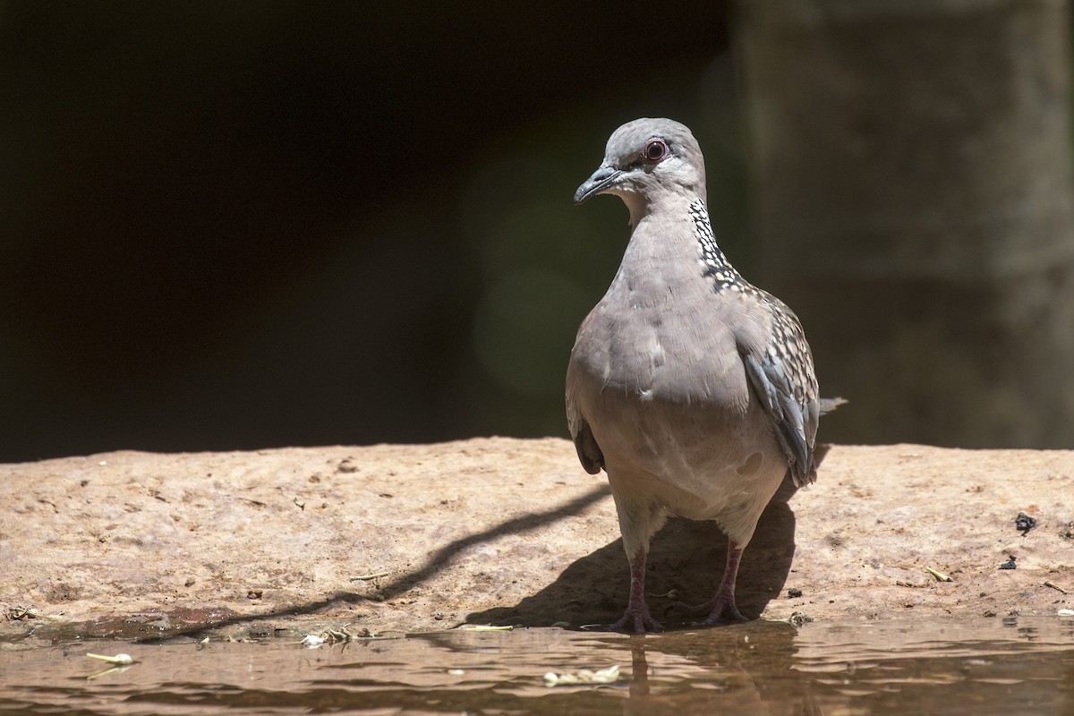 eBird India Checklist - 28 May 2023 - Garva Agro Tourism - 10 species