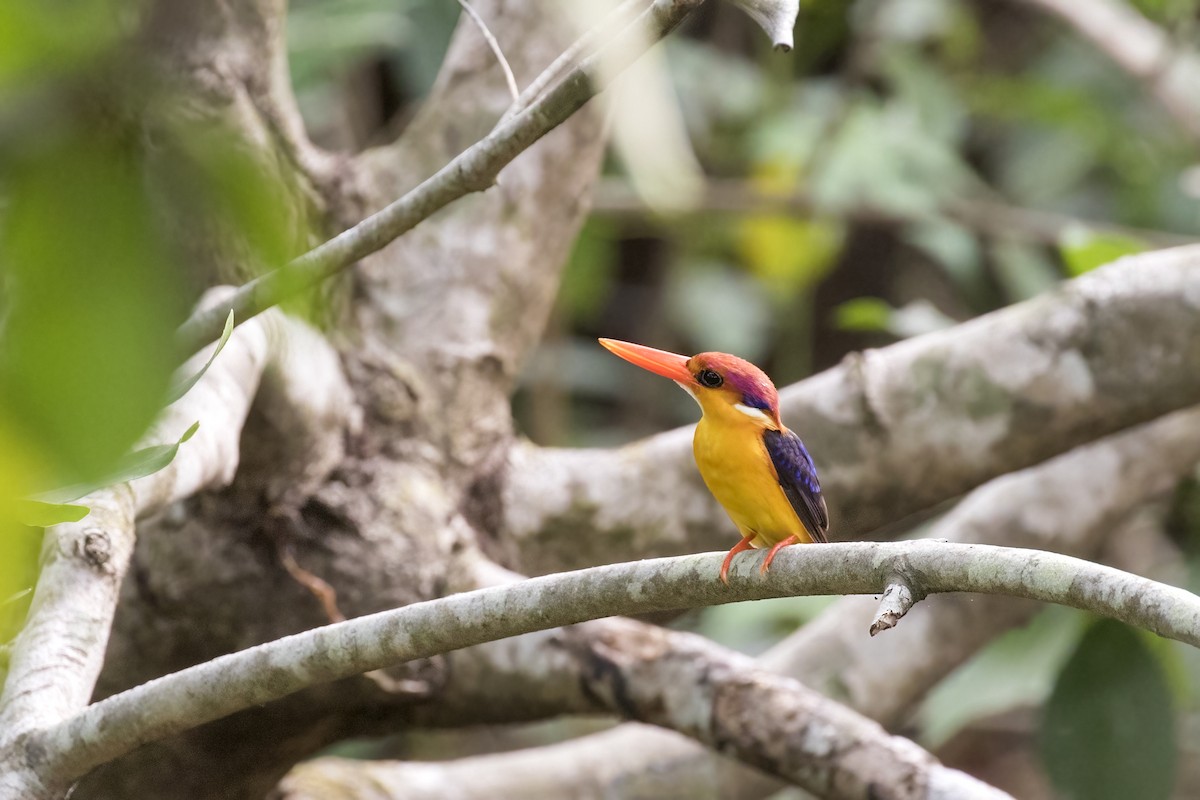 eBird India Checklist - 29 May 2023 - Garva Agro Tourism - 9 species