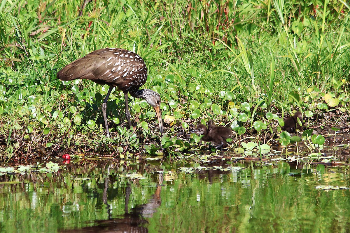 eBird Checklist - 18 May 2023 - Mullet Lake Park - 56 species