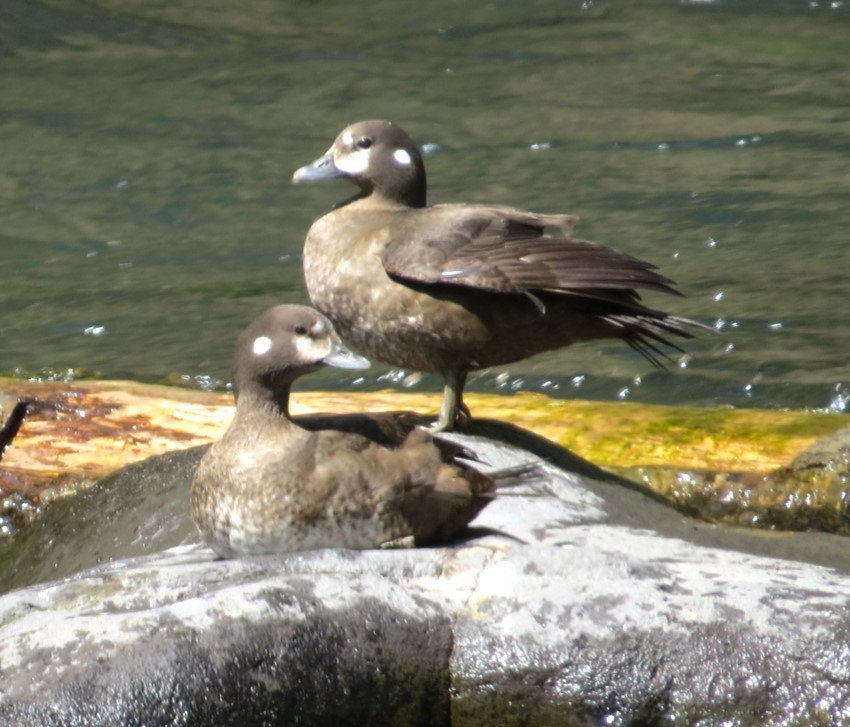 eBird Pacific Northwest Checklist - 31 May 2023 - Little White Salmon ...