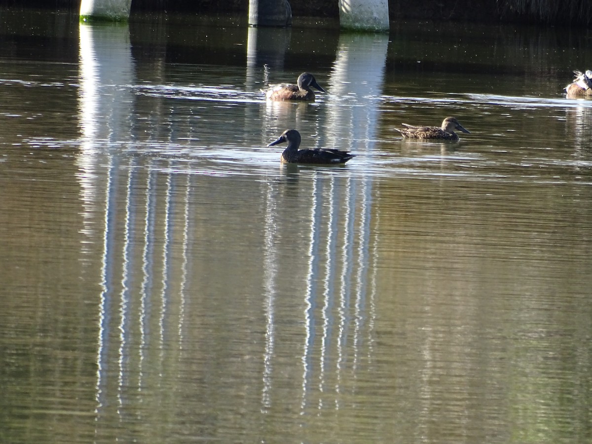 eBird Checklist - 1 Jun 2023 - Wallangarra Water Treatment Hines Road ...