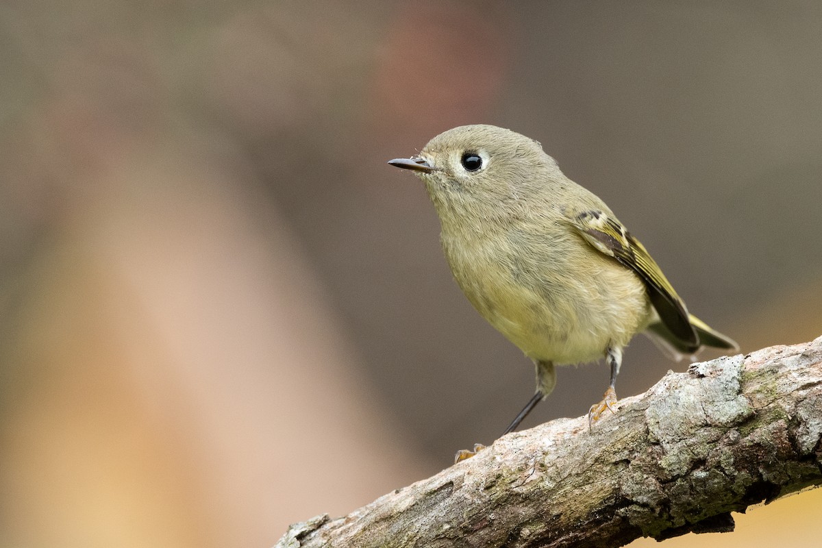 eBird Checklist - 31 Oct 2022 - Elk Neck SP--Turkey Pt. - 64 species ...