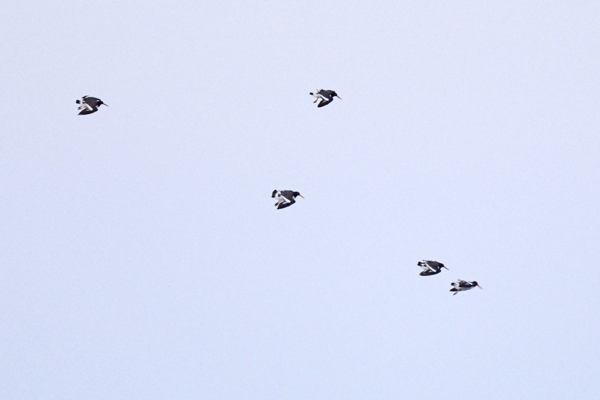 eBird Checklist - 14 May 2023 - Roaring Point - 46 species (+1 other taxa)