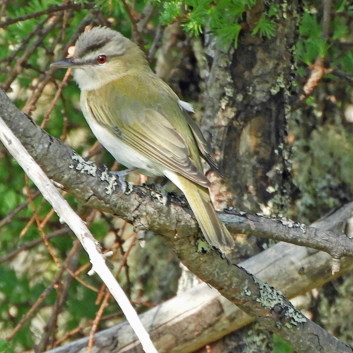 eBird Checklist - 1 Jun 2023 - Hartlen Point - 36 species