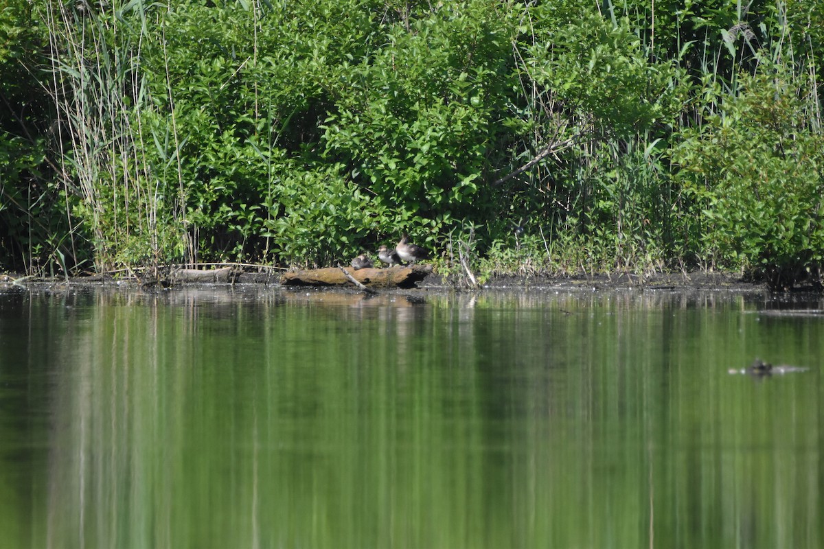 eBird Checklist - 1 Jun 2023 - John Heinz NWR--impoundment (Philadelphia Co.) - 60 species (+2 ...