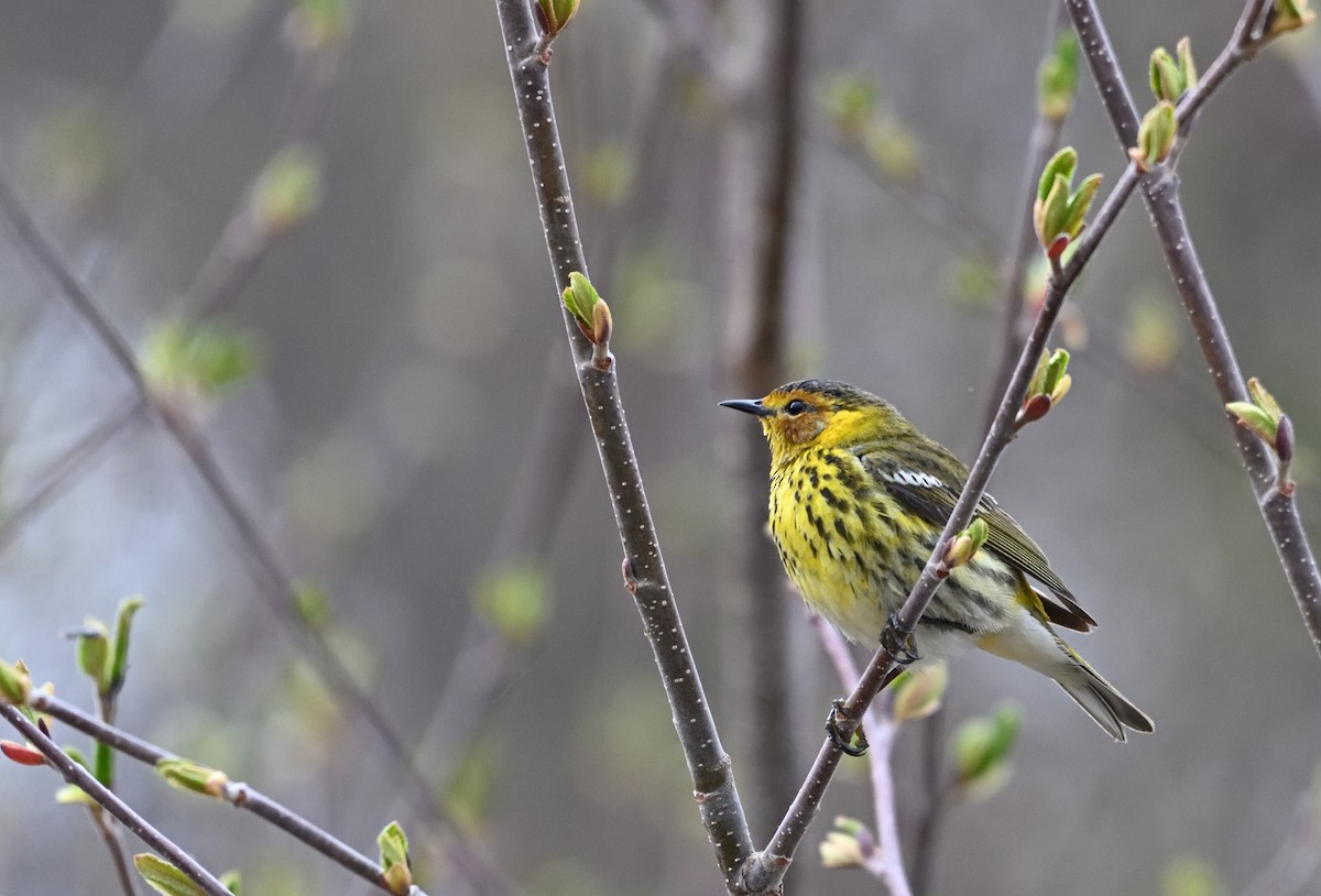 eBird Canada Checklist - 1 Jun 2023 - HVGB-Otter Creek Water Aerodrome ...