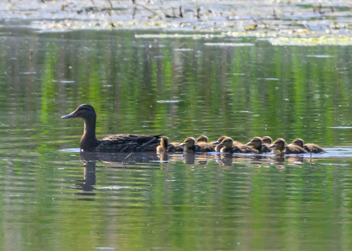 eBird Checklist - 1 Jun 2023 - Daniel Webster Wildlife Sanctuary (Mass ...