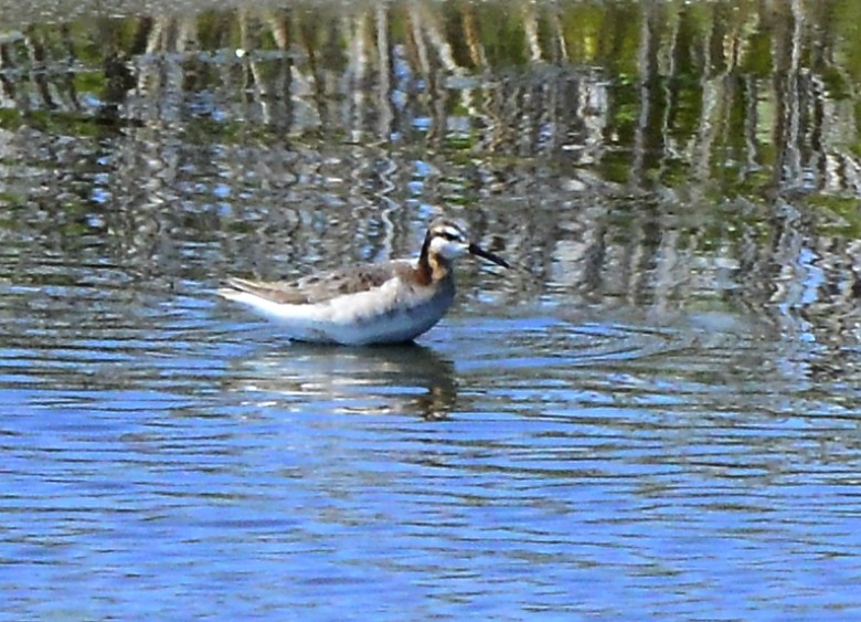 New Jersey eBird Checklist - 1 Jun 2023 - Edwin B. Forsythe NWR ...