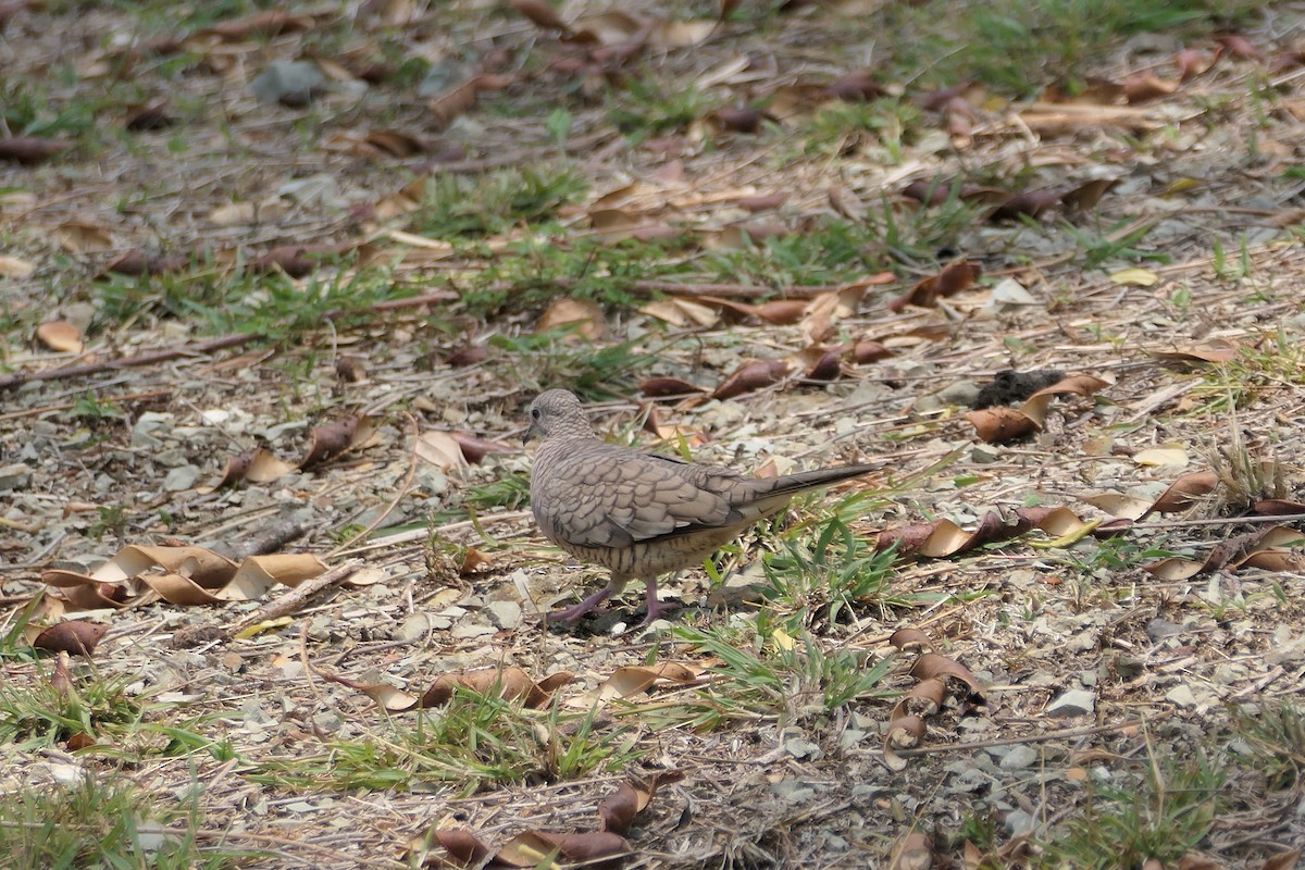 eBird Checklist - 25 May 2023 - RNVS Cipanci (sector Puente Amistad ...