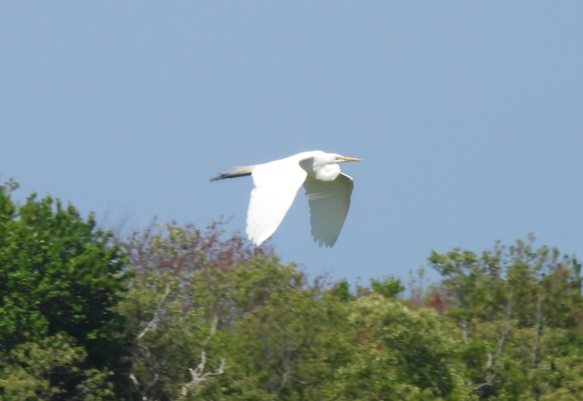 Mass Audubon eBird Checklist - 1 Jun 2023 - Daniel Webster Wildlife ...