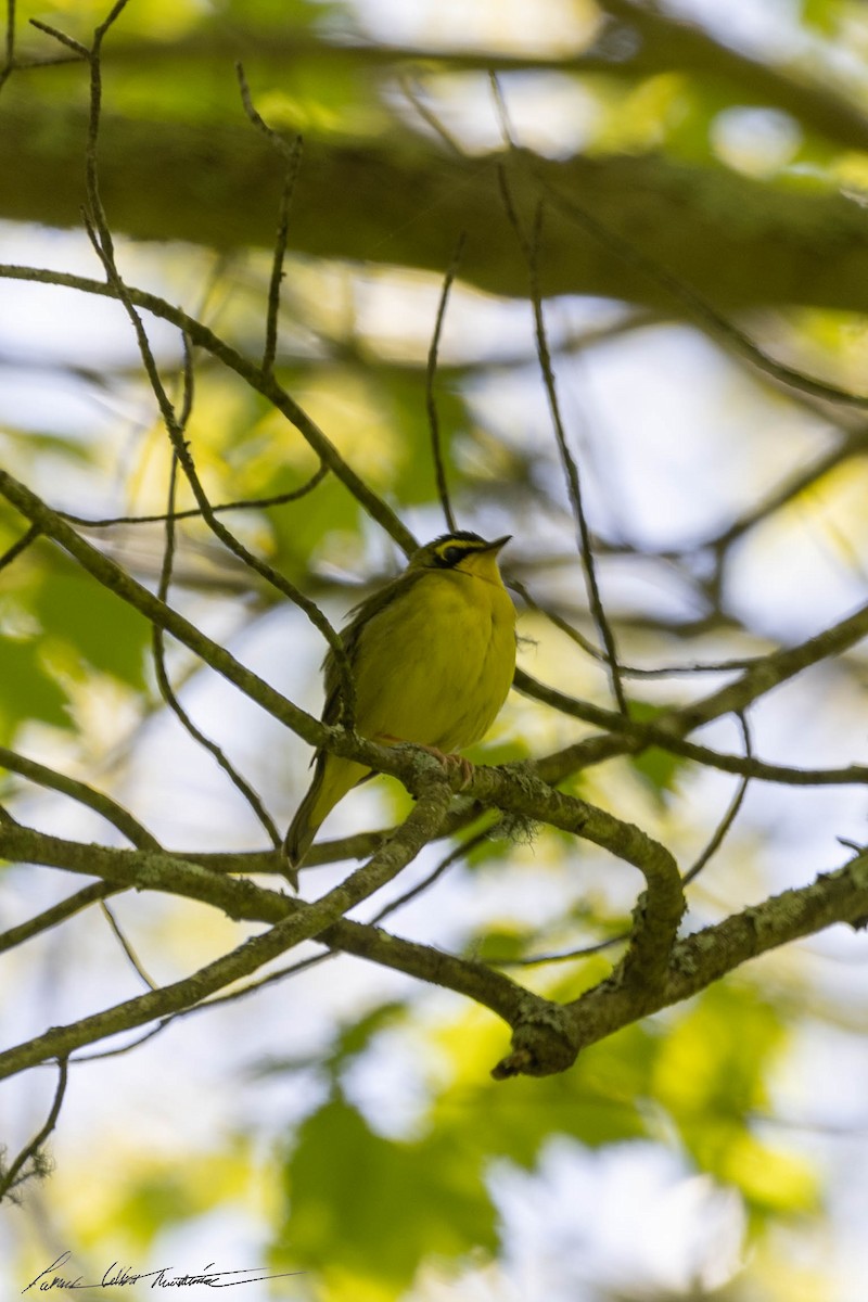 eBird Checklist - 26 May 2023 - Norman Bird Sanctuary - 29 species