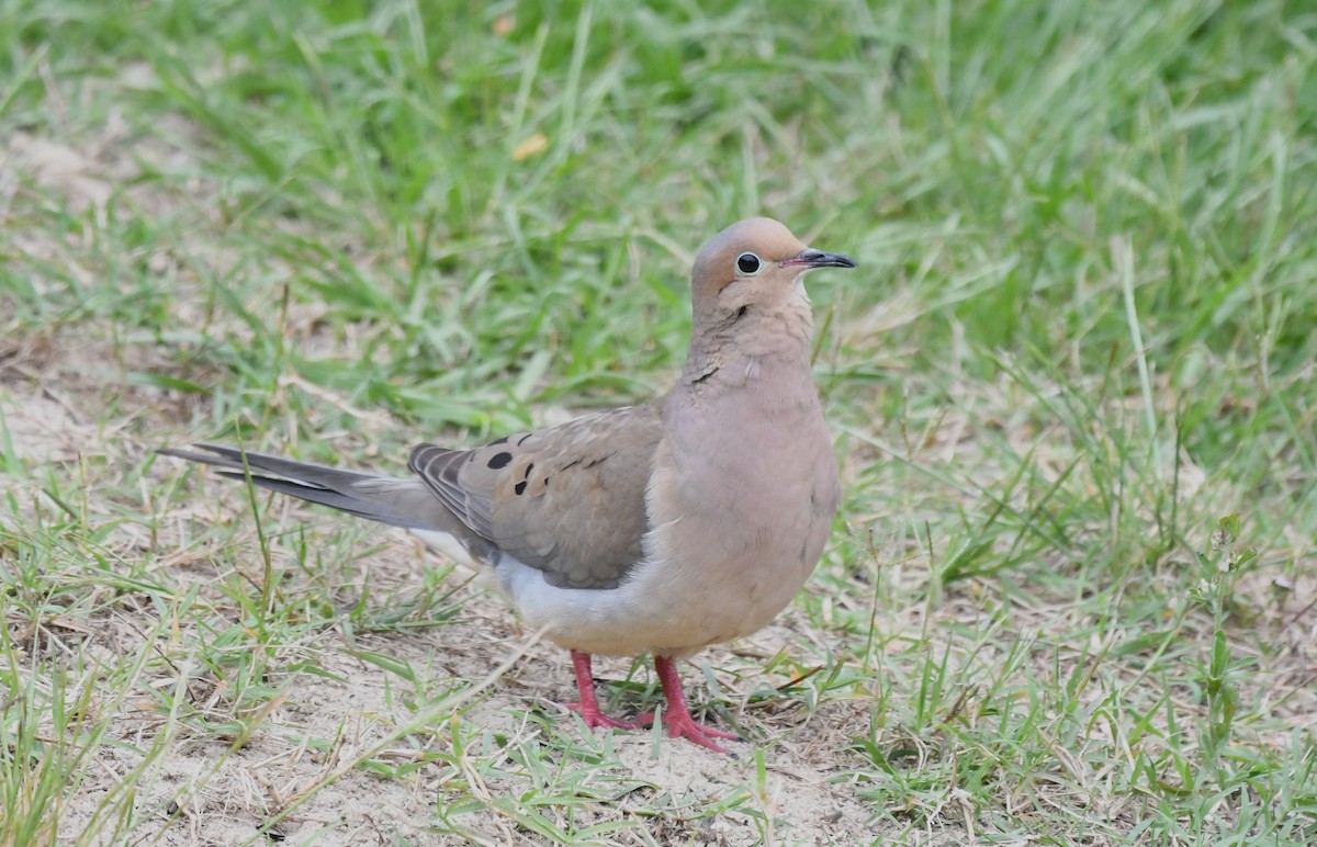 eBird Checklist - 1 Jun 2023 - Home, Kitty Hawk Bay Dr., Colington ...