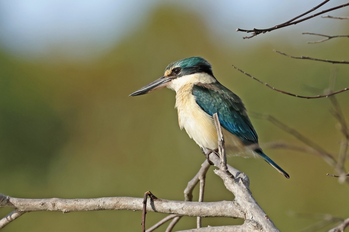 eBird Checklist - 1 Jun 2023 - Dowse Lagoon (Sandgate) - 45 species
