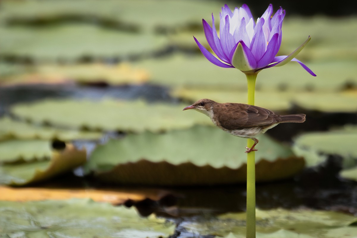 eBird Checklist - 28 Dec 2021 - Tyto Wetlands (Ingham) - 57 species