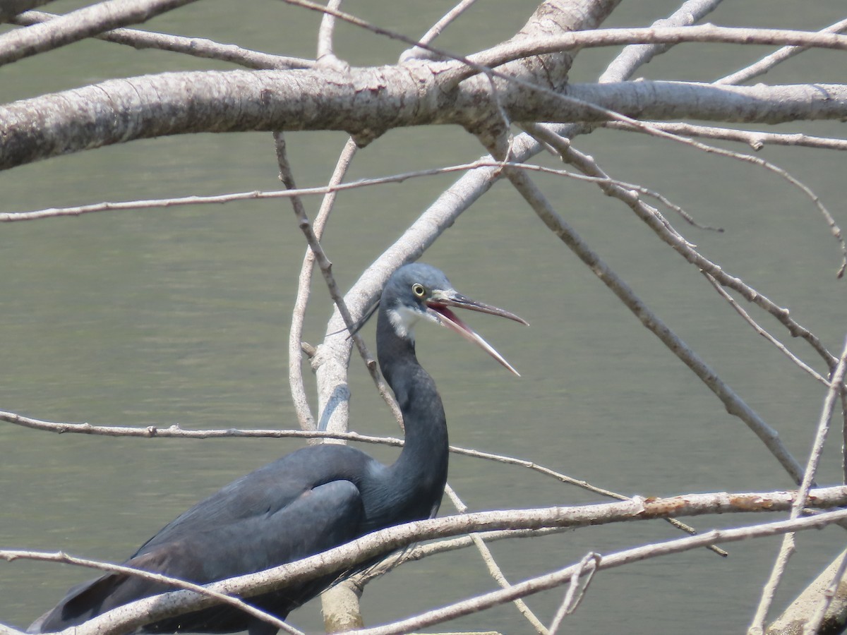 eBird Checklist - 2 Jun 2023 - Platja d'Aro--Parc dels Estanys - 7 species