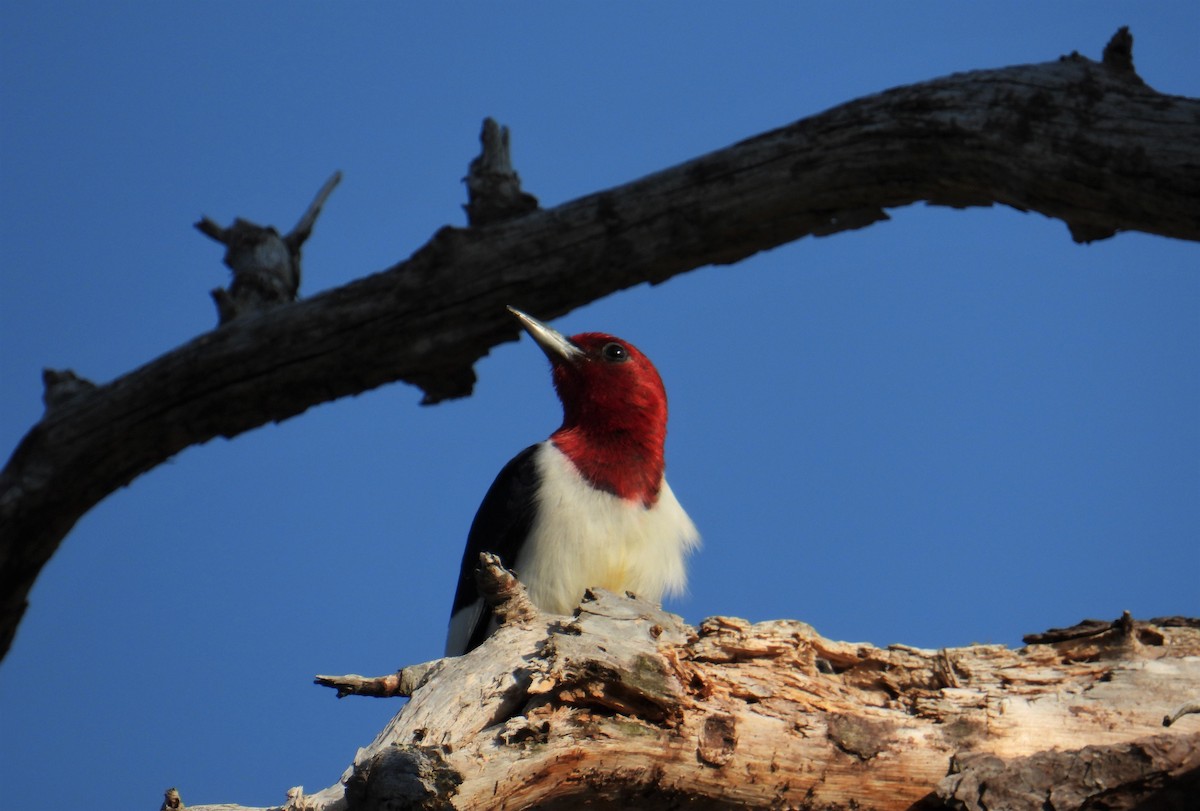 Ebird Checklist 2 Jun 2023 Albany Pine Bush Preserve Kings Highway