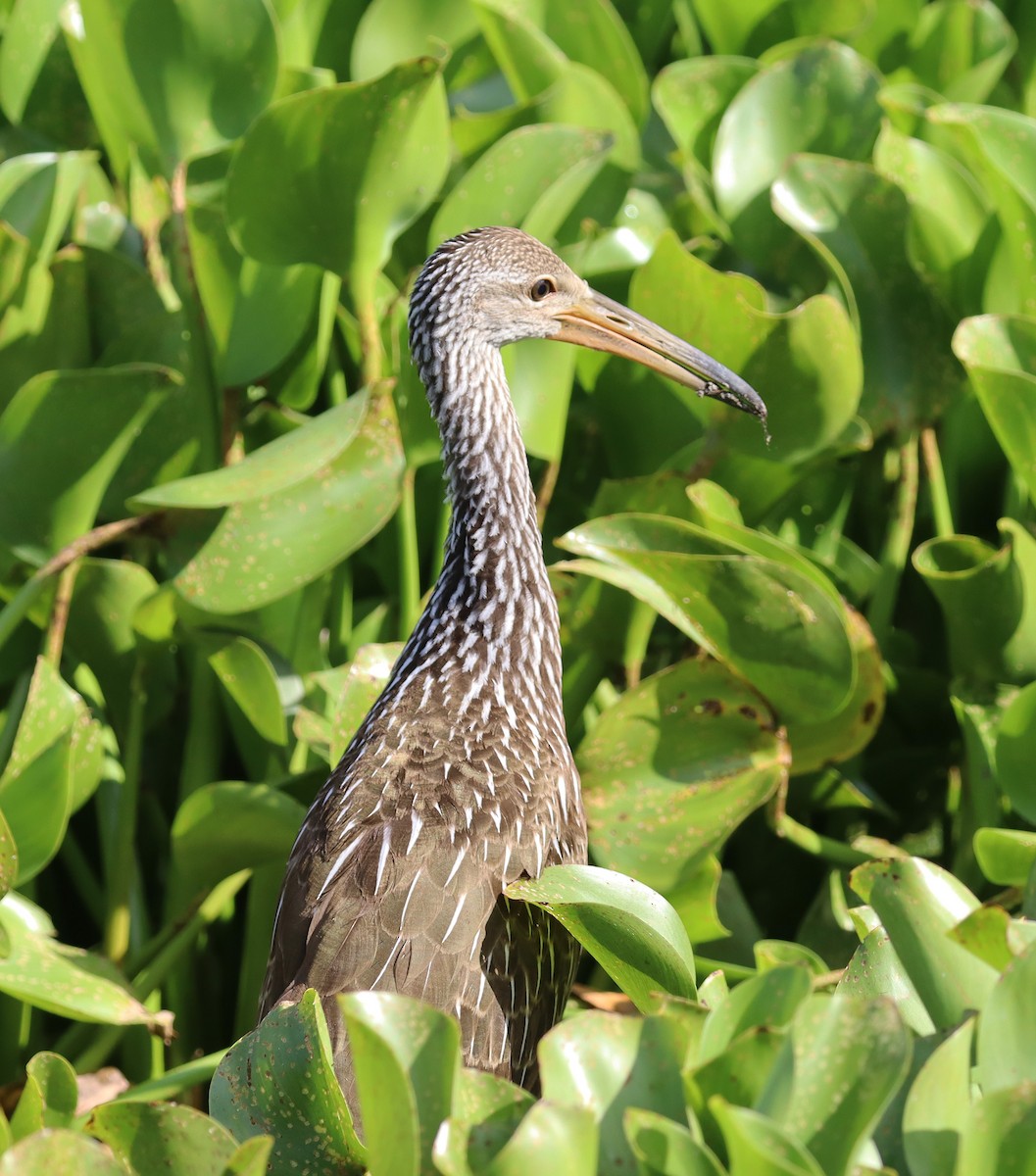 eBird Checklist - 2 Jun 2023 - La Chua Trail/Sparrow Alley - 33 species