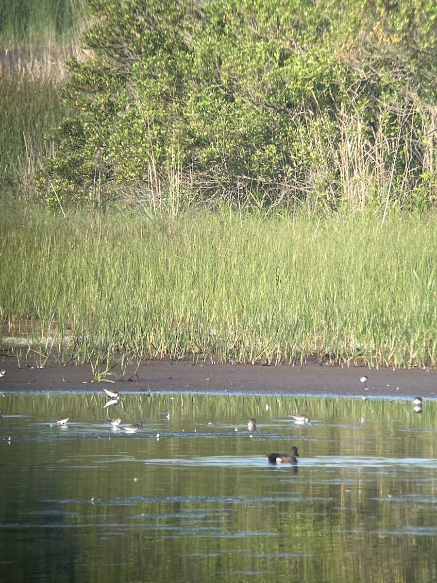 eBird Checklist - 2 Jun 2023 - Bombay Hook NWR--Raymond Pool - 63 species