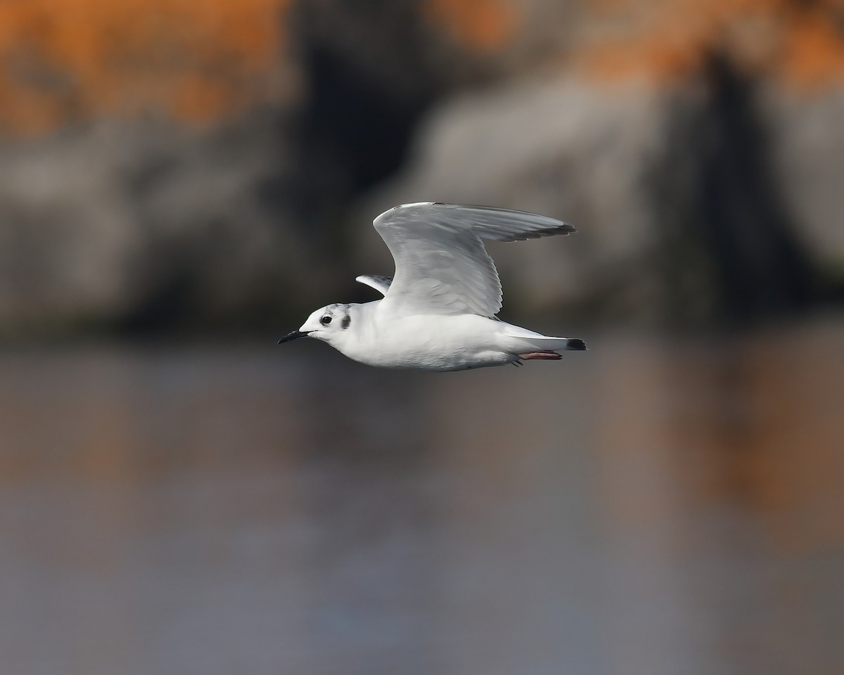 eBird Checklist - 2 Jun 2023 - Whitby--Harbour - 9 species