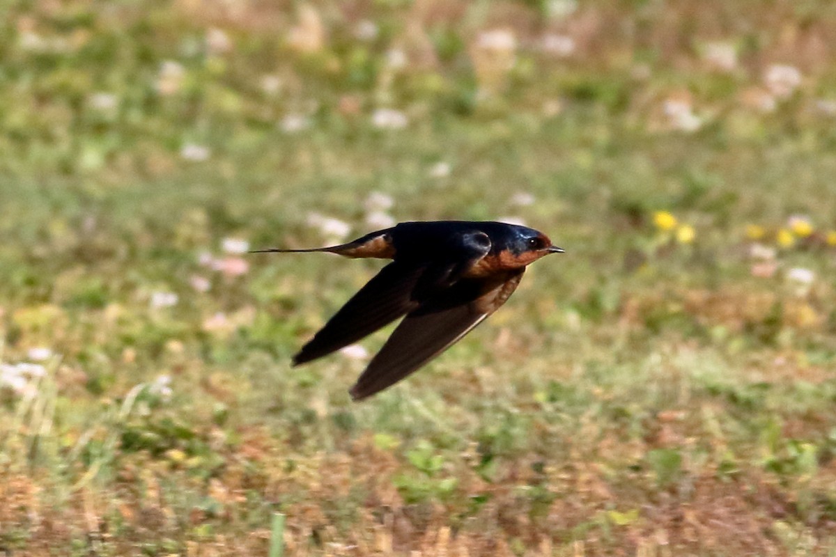 Maryland-DC Breeding Bird Atlas Checklist - 2 Jun 2023 - Annie's ...