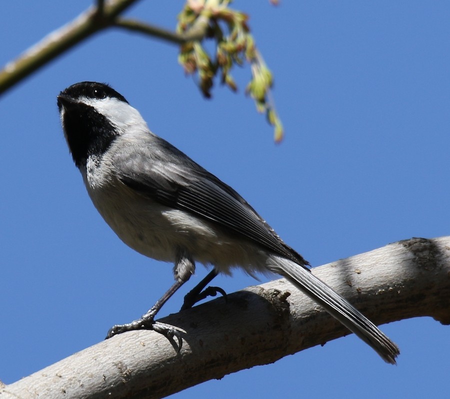 Carolina x Black-capped Chickadee (hybrid) - eBird