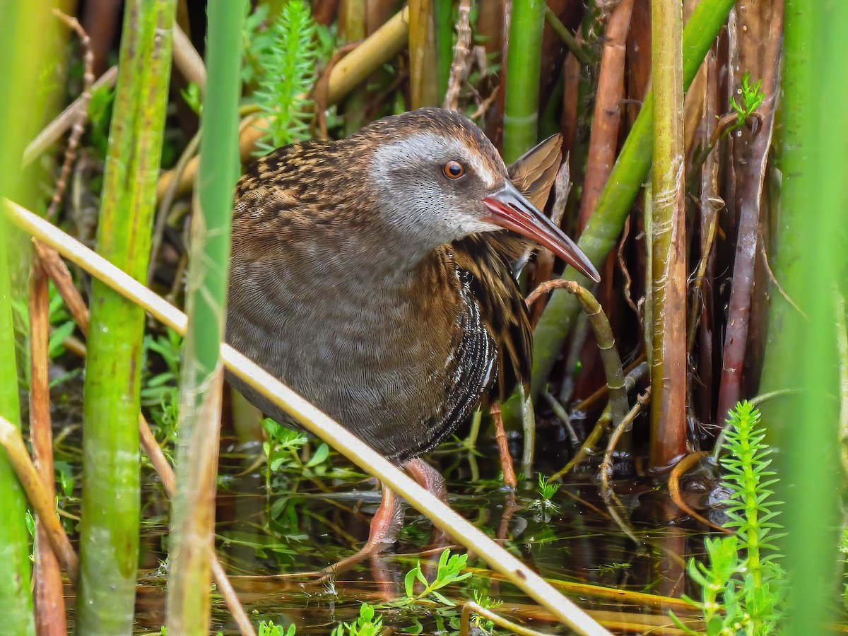 Austral Rail - Rallus antarcticus - Birds of the World