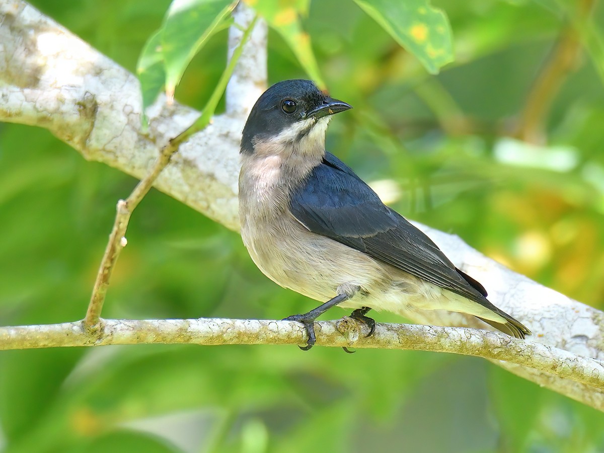Whiskered Flowerpecker - Pachyglossa propria - Birds of the World
