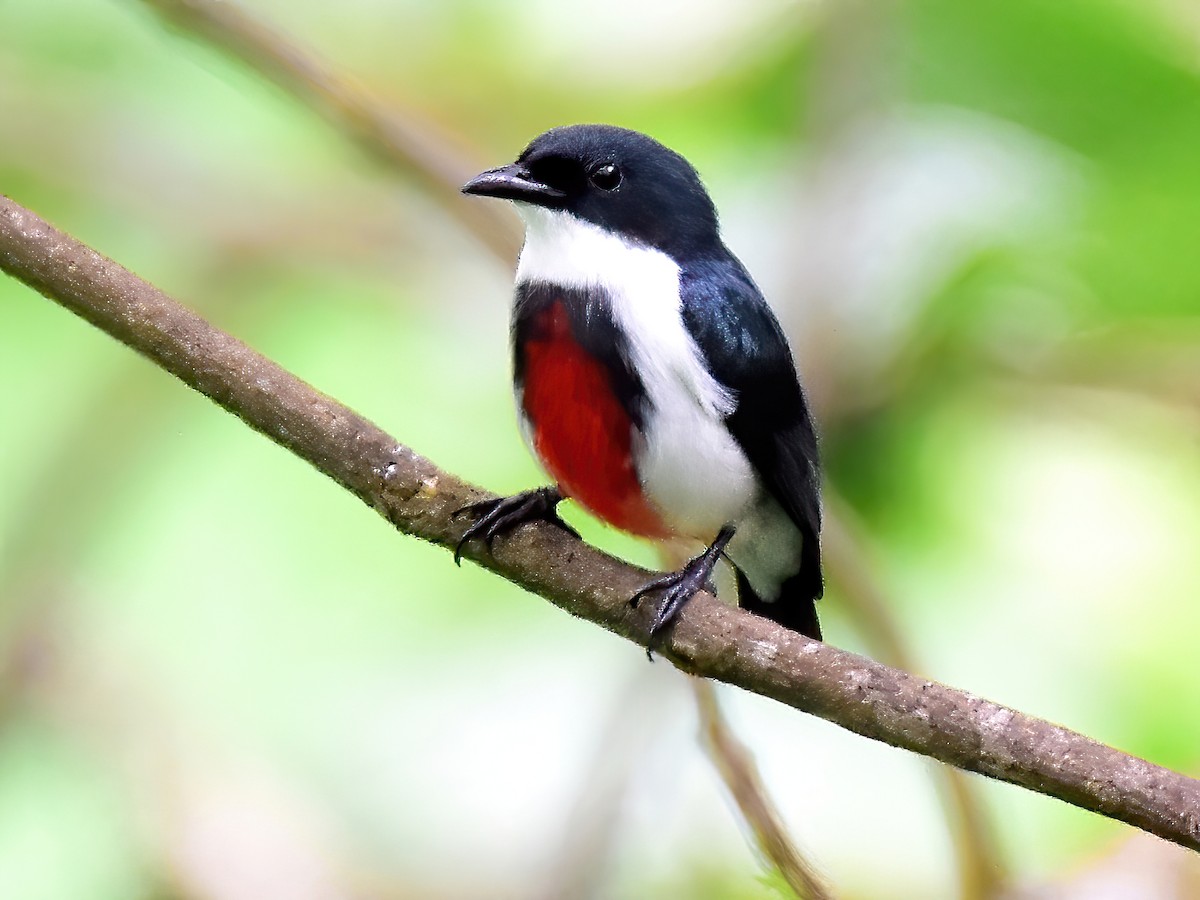 Black-belted Flowerpecker - Dicaeum haematostictum - Birds of the World