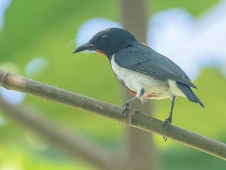 Scarlet-collared Flowerpecker - Dicaeum retrocinctum - Birds of the World