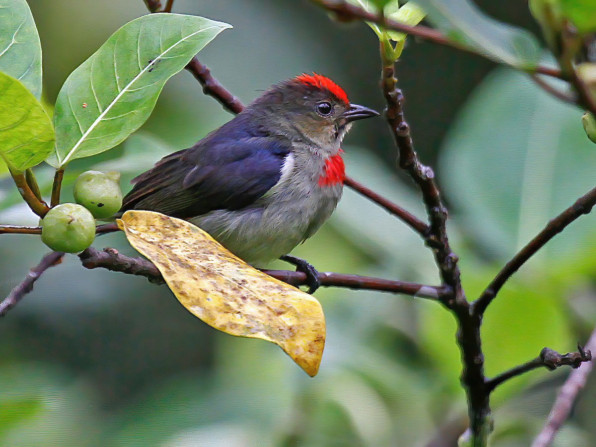 Red-capped Flowerpecker - Dicaeum geelvinkianum - Birds of the World