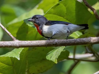 Red-chested Flowerpecker - Dicaeum maugei - Birds of the World