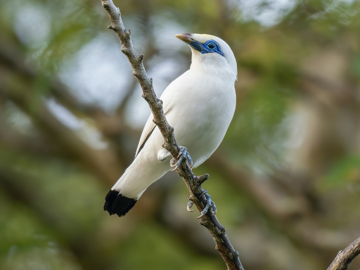 Bali Myna - Leucopsar rothschildi - Birds of the World